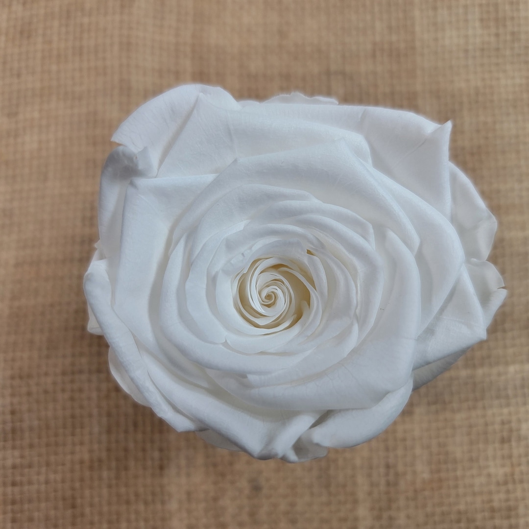 6 Pcs White Color Rose, Preserved Rose, DIY Floral Arrangements, Home ...