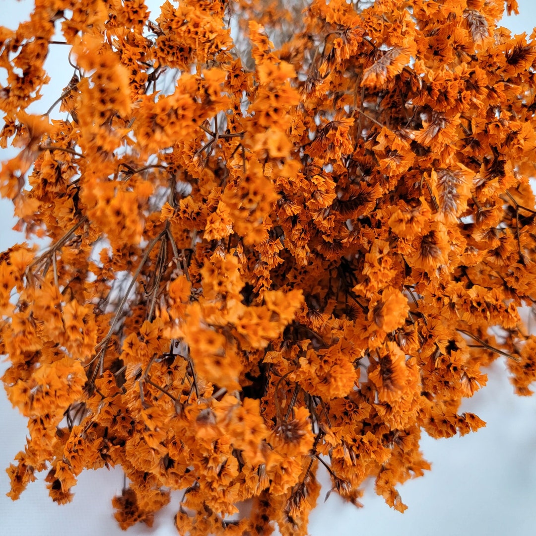 Orange Preserved German Statice, Limonium Dried Flower, Crystal Flowers ...