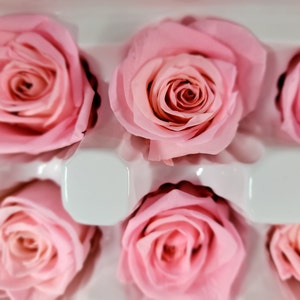 8 Deep Peach Preserved Roses: Wedding & Prom Decor - Etsy