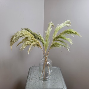 Dried Flower Reed Pampas Grass 4to 5 Stems per Bundle Home Flower ...