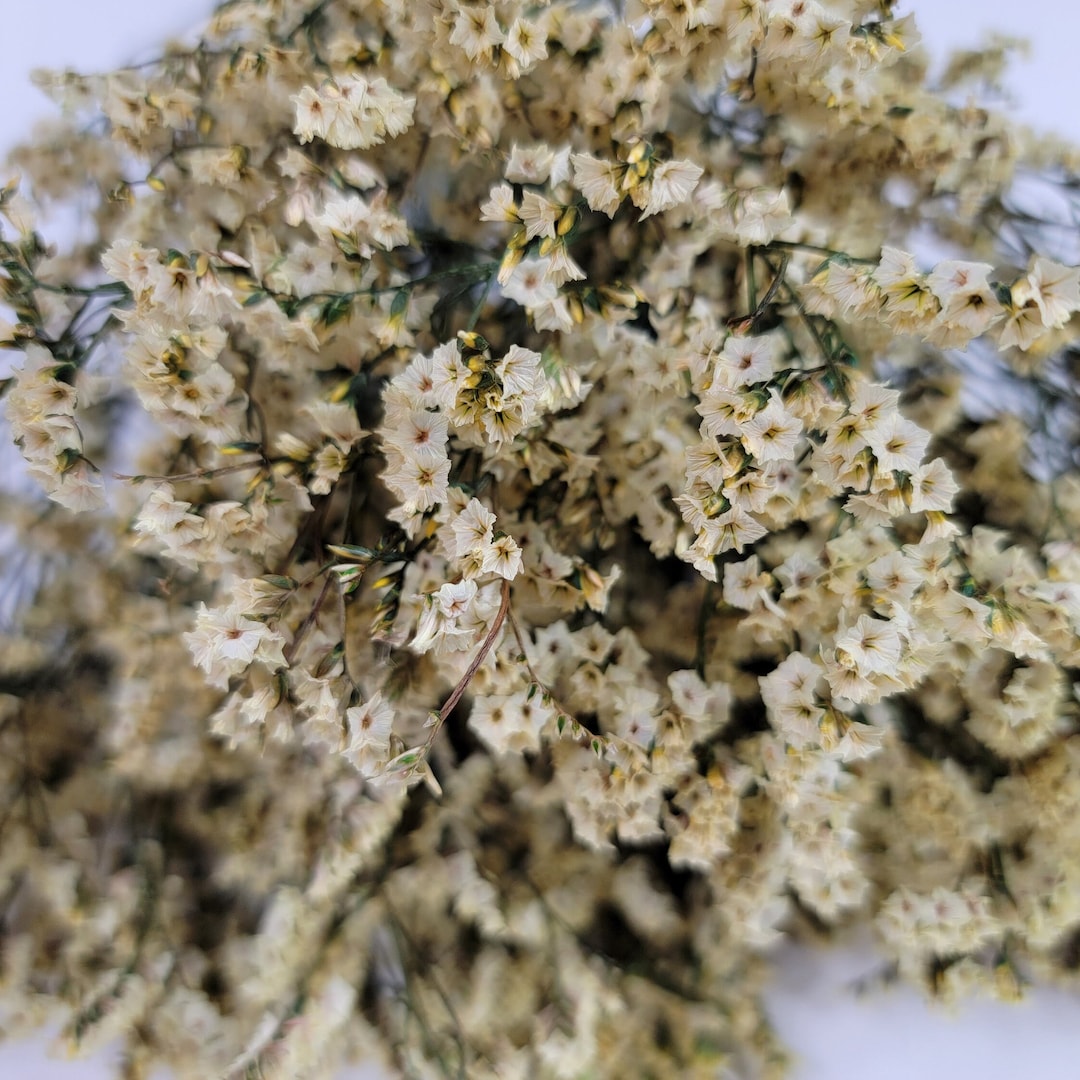 Light Yellow Preserved German Statice, Limonium Dried Flower, Crystal ...