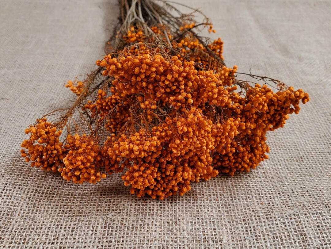Orange Preserved Rice Flower, Flowers for Bouquets, Wedding Flowers ...