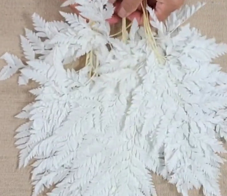 Bleached Leather Leaf Fern: 10 Stems Preserved White Floral Decor - Etsy