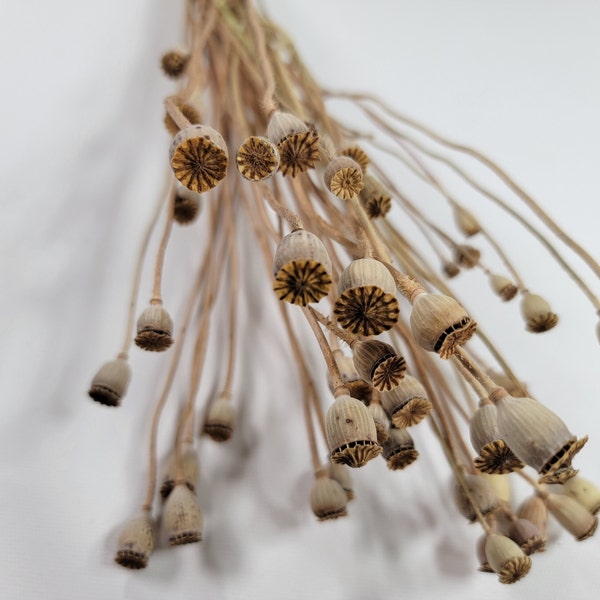 Dried Flowers Poppy - Etsy