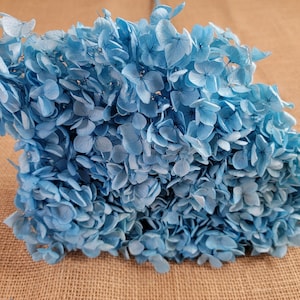 Preserved Hydrangea in Blue, Preserved Hydrangea, Dried Hydrangea ...