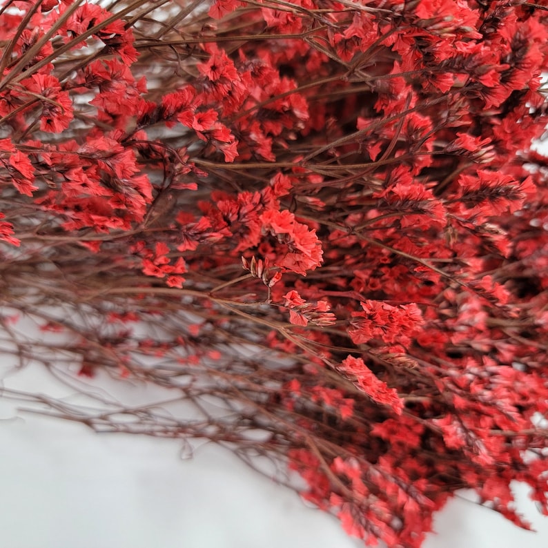 Red Preserved German Statice: Dried Limonium Flowers, DIY Floral ...