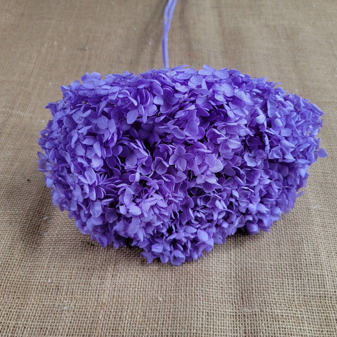 Preserved Hydrangea in Violet, Preserved Hydrangea, Dried Hydrangea ...