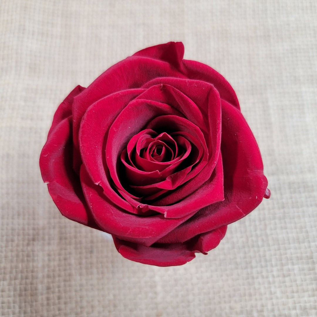 6 Pcs Red Color Rose Preserved Rose DIY Floral Arrangements - Etsy