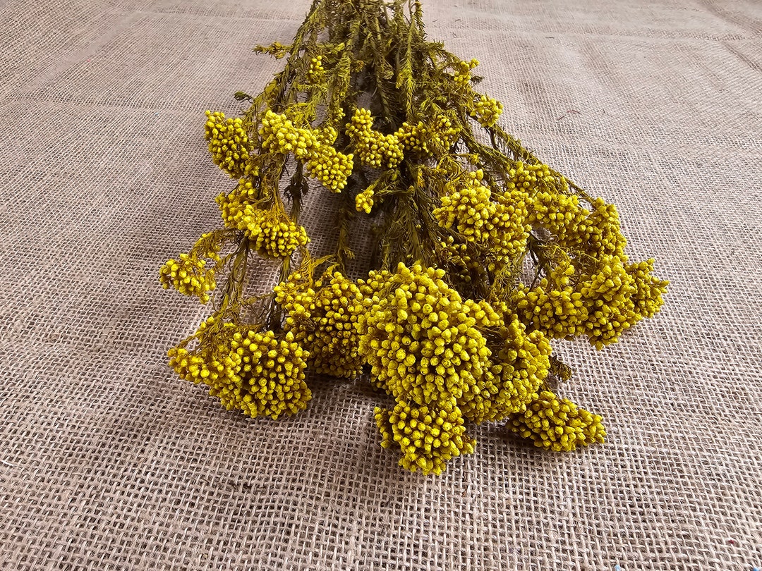 Yellow Preserved Rice Flower, Flowers for Bouquets, Wedding Flowers ...