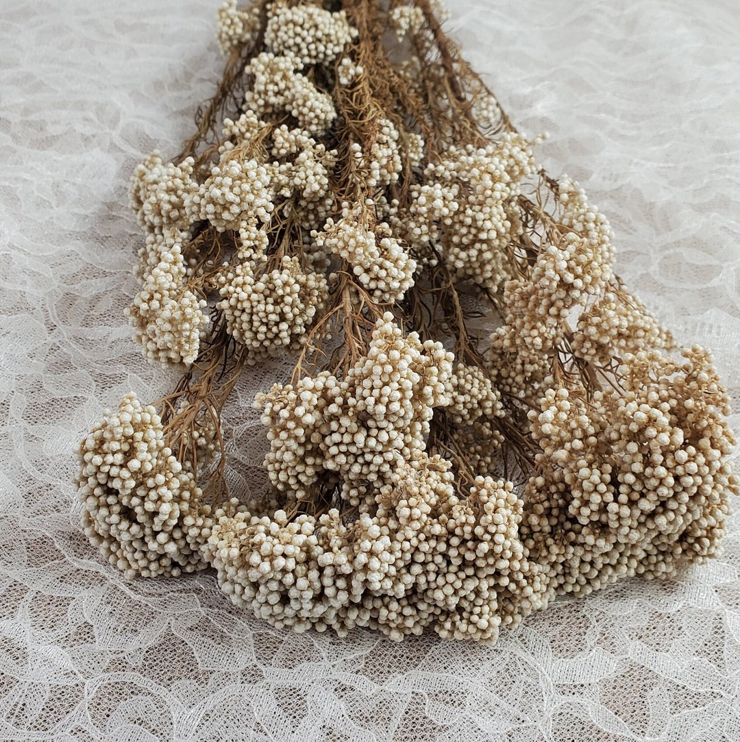 Beige Preserved Rice Flower, Flowers for Bouquets, Wedding Flowers ...