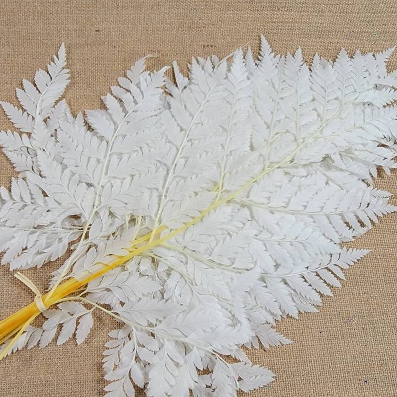 Bleached Leather Leaf Fern: 10 Stems Preserved White Floral Decor - Etsy