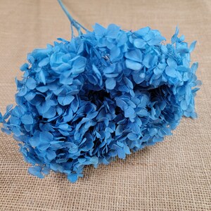 Preserved Hydrangea in Blue, Preserved Hydrangea, Dried Hydrangea ...