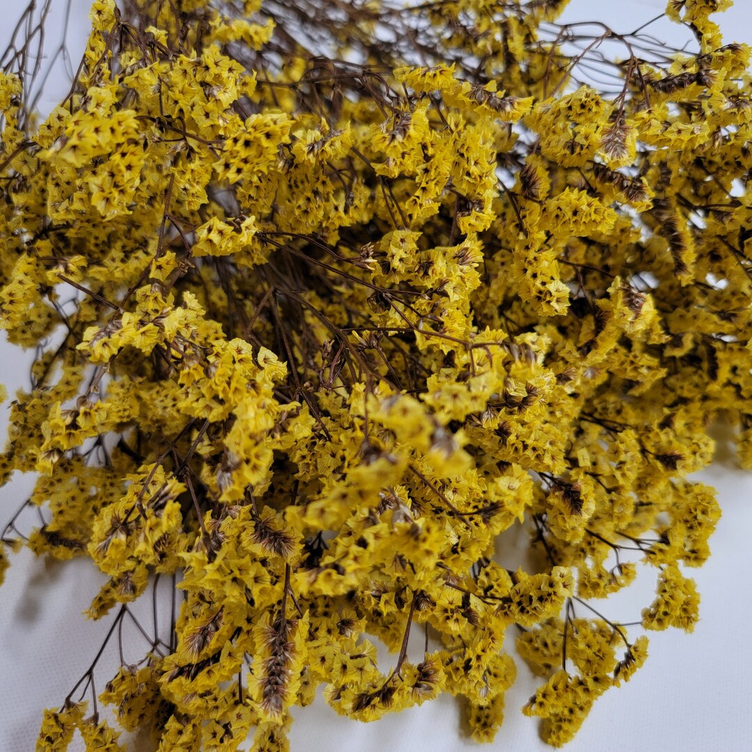 Yellow Preserved German Statice: Dried Limonium Flowers (19-20" Tall ...
