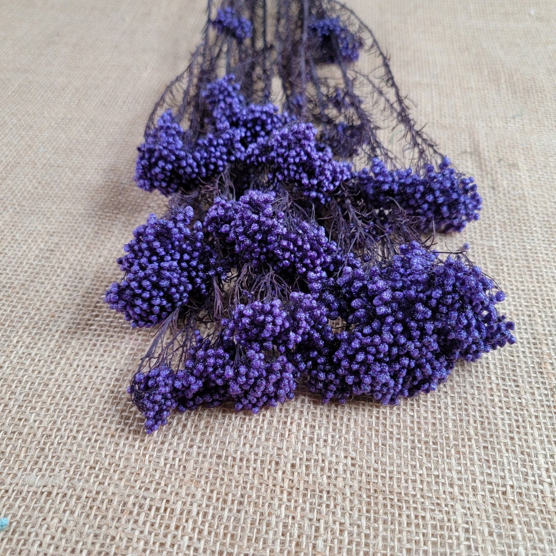 Purple Preserved Rice Flower, Flowers for Bouquets, Wedding Flowers ...