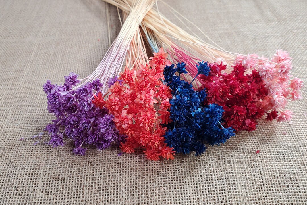Brazilian Starflower Dried Flower Popular Decorative Wreath DIY Brazil ...