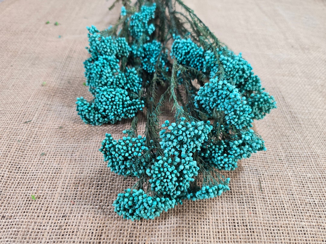 Blue Preserved Rice Flower, Flowers for Bouquets, Wedding Flowers ...