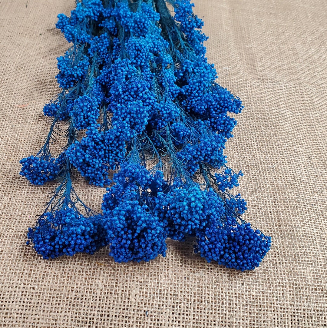 Royal Blue Preserved Rice Flower, Flowers for Bouquets, Wedding Flowers ...