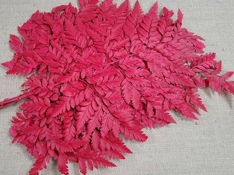 Preserved Fern Bleached Leather Leaf 10 Stems - Etsy