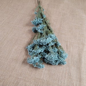 Light Blue Preserved Rice Flower, Flowers for Bouquets, Wedding Flowers ...