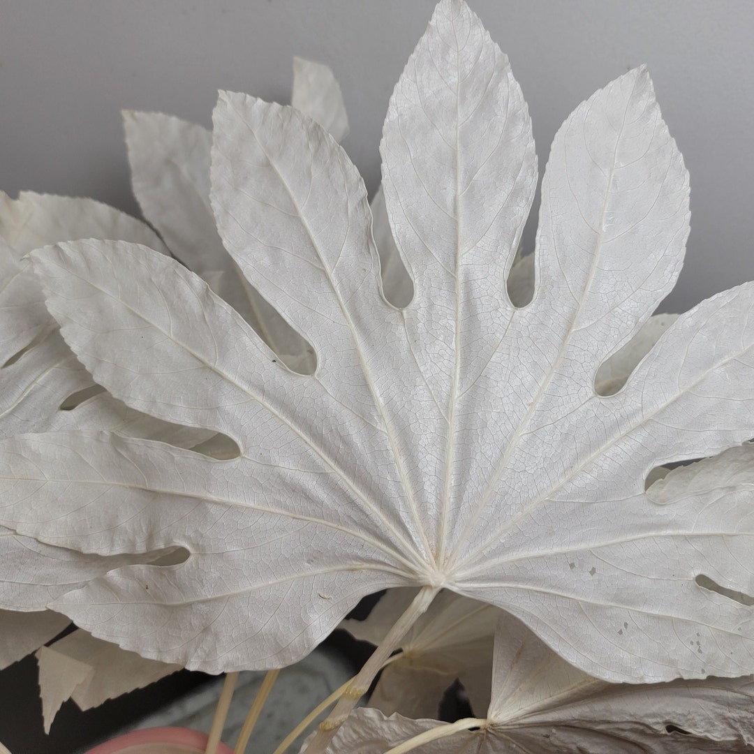 Huge Preserved Octagon Leaves, Octagon Flower, Leaf, White Leaves for ...