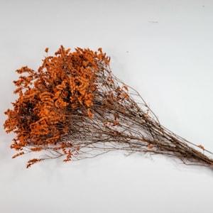 Orange Preserved German Statice, Limonium Dried Flower, Crystal Flowers ...