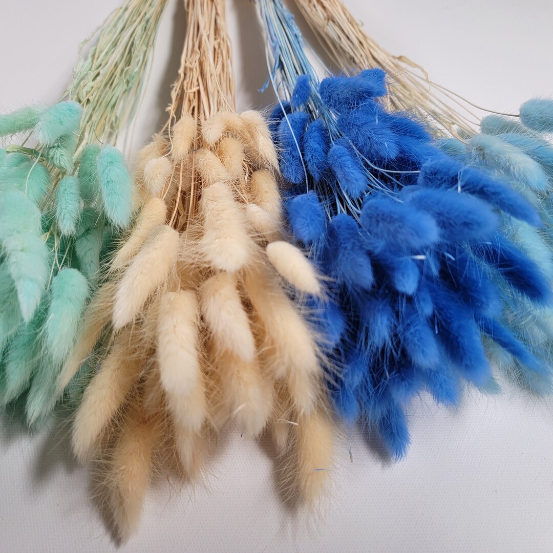 60 Stems Blue Dried Bunny Tail Rabbit Grass Stems - Lagurus Grass ...