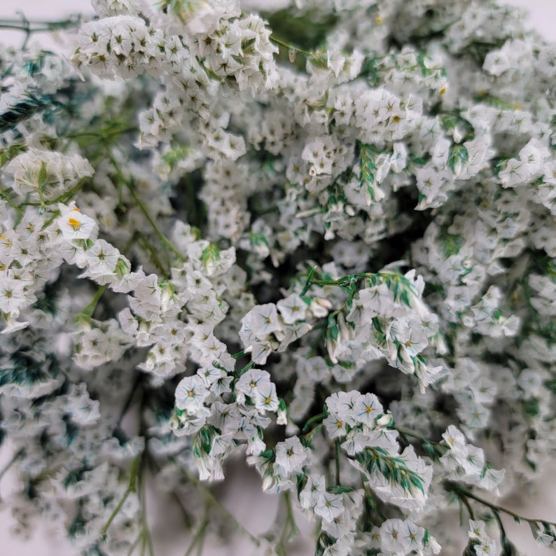 White Preserved German Statice: Dried Limonium Flowers (19-20" Tall) - Etsy