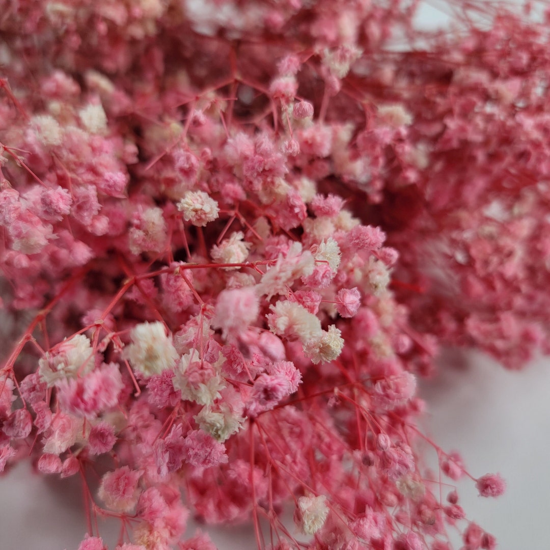 Natural Pink Preserved Baby's Breath Bundle, Unbleached Baby's Breath ...