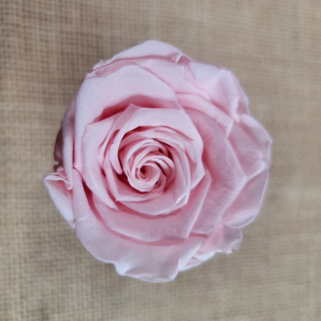 6 Pcs Light Pink Color Rose, Preserved Rose, DIY Floral Arrangements ...