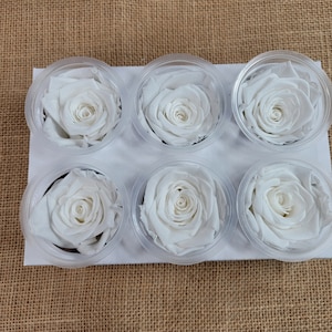 6 Pcs White Color Rose, Preserved Rose, DIY Floral Arrangements, Home ...