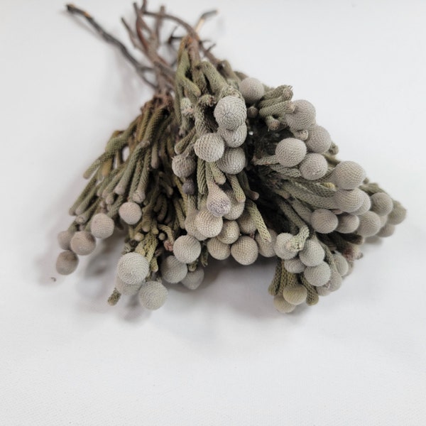 Silver Brunia - Etsy