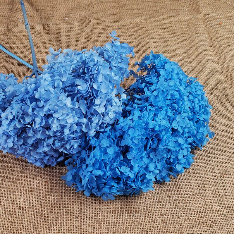 Dried Hydrangeas - Etsy