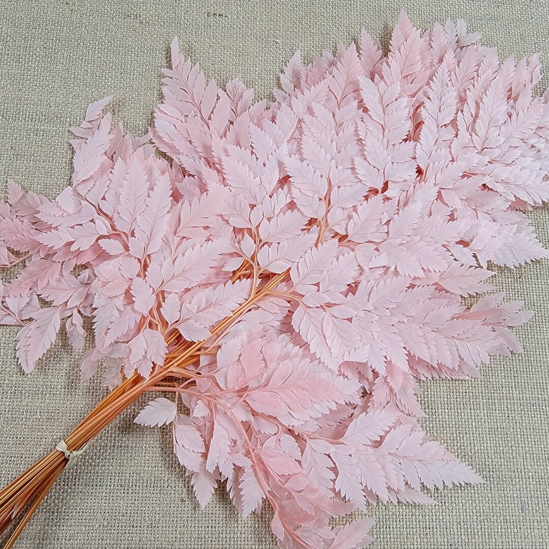 Preserved Fern, Light Pink Leather Leaf, 10 Stems Preserved Soft and ...