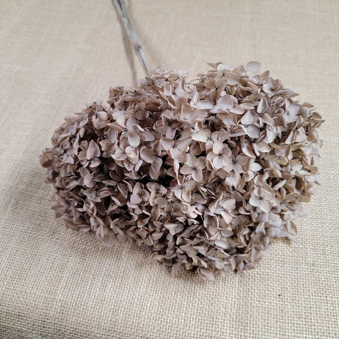 Coffee Infused Preserved Hydrangea: Real Dried Wedding Flowers - Etsy