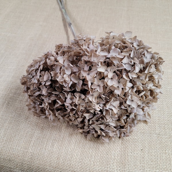 Brown Hydrangea - Etsy