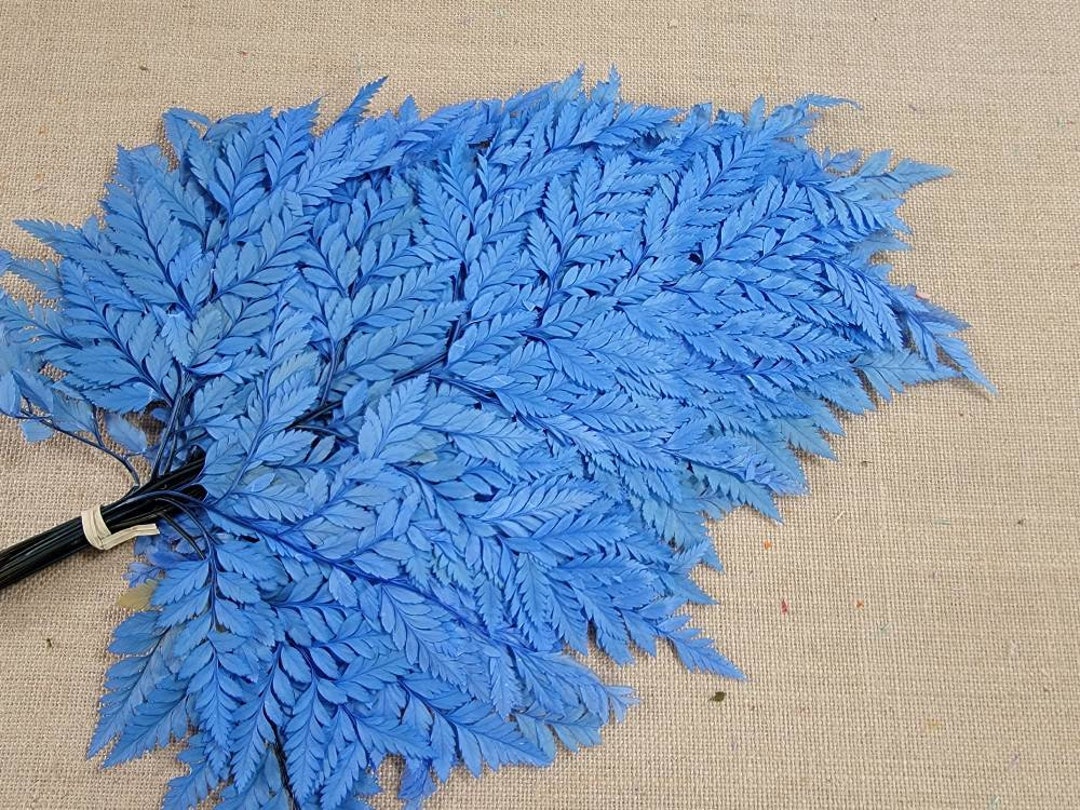 Preserved Fern, Bleached Leather Leaf, 10 Stems CHOOSE COLOR Preserved ...
