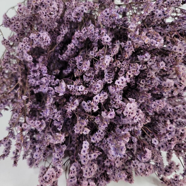 German Statice - Etsy