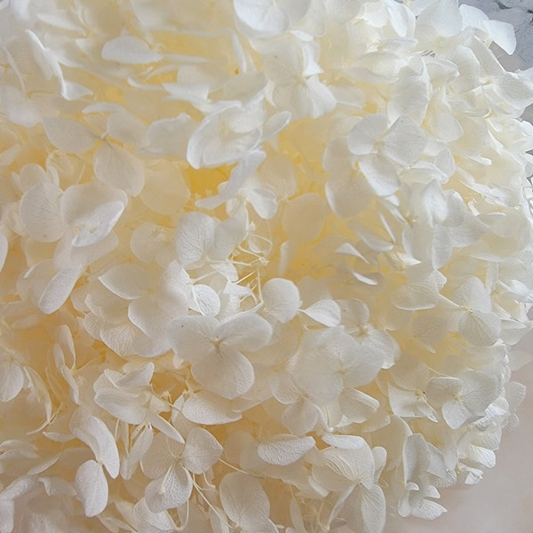 Hydrangea - Etsy