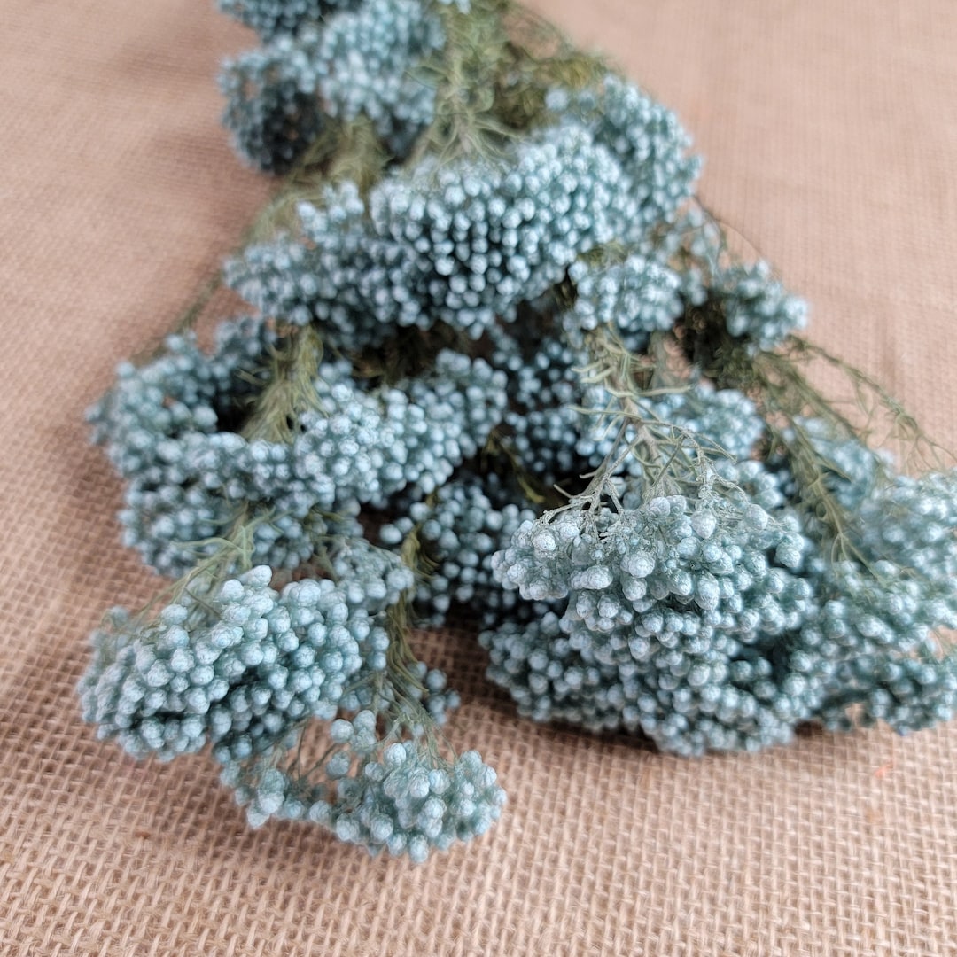 Light Blue Preserved Rice Flower, Flowers for Bouquets, Wedding Flowers ...