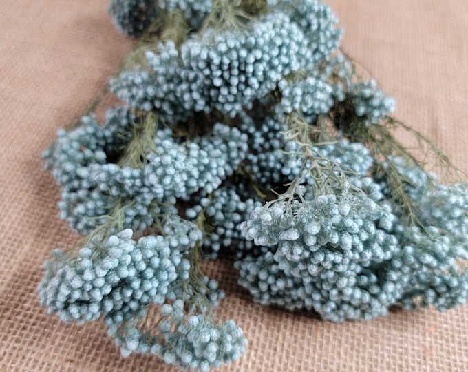 Light Blue Preserved Rice Flower, Flowers for Bouquets, Wedding Flowers ...