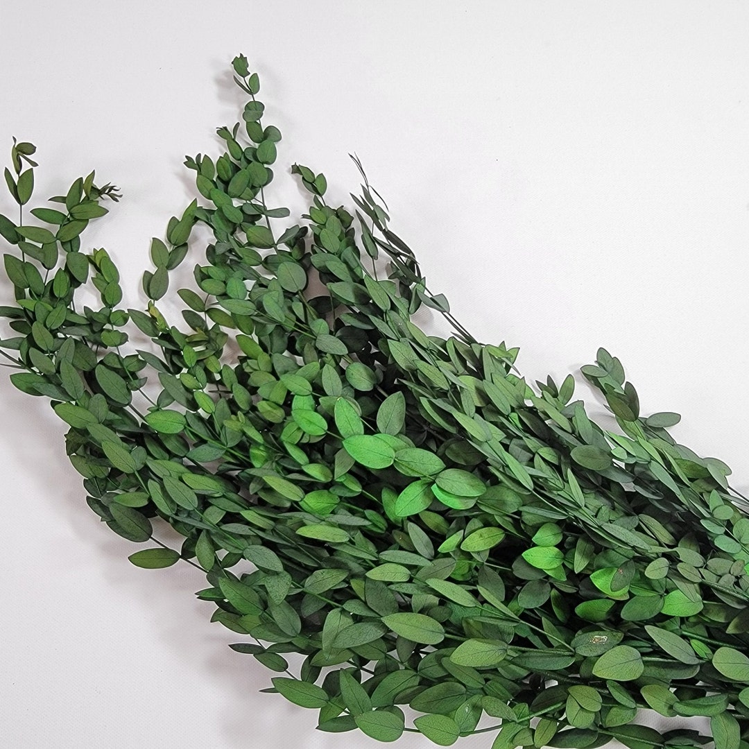 Preserved Parvifolia Eucalyptus, Small Leaf Green Teardrop Dried Eucalyptus for Bouquet ...
