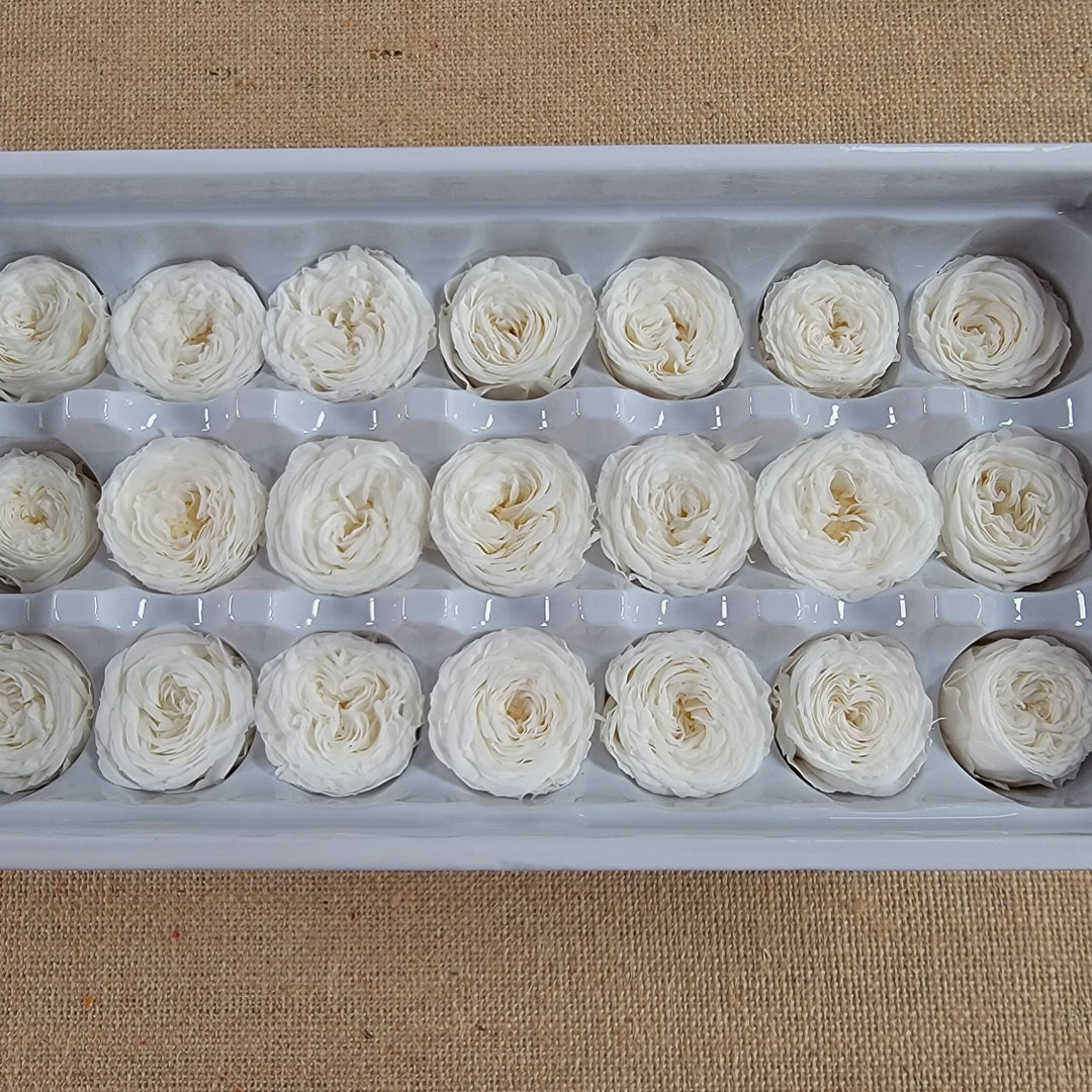 21 Preserved White Rose Wedding Rose, Floral Arrangements, Boutonniere ...