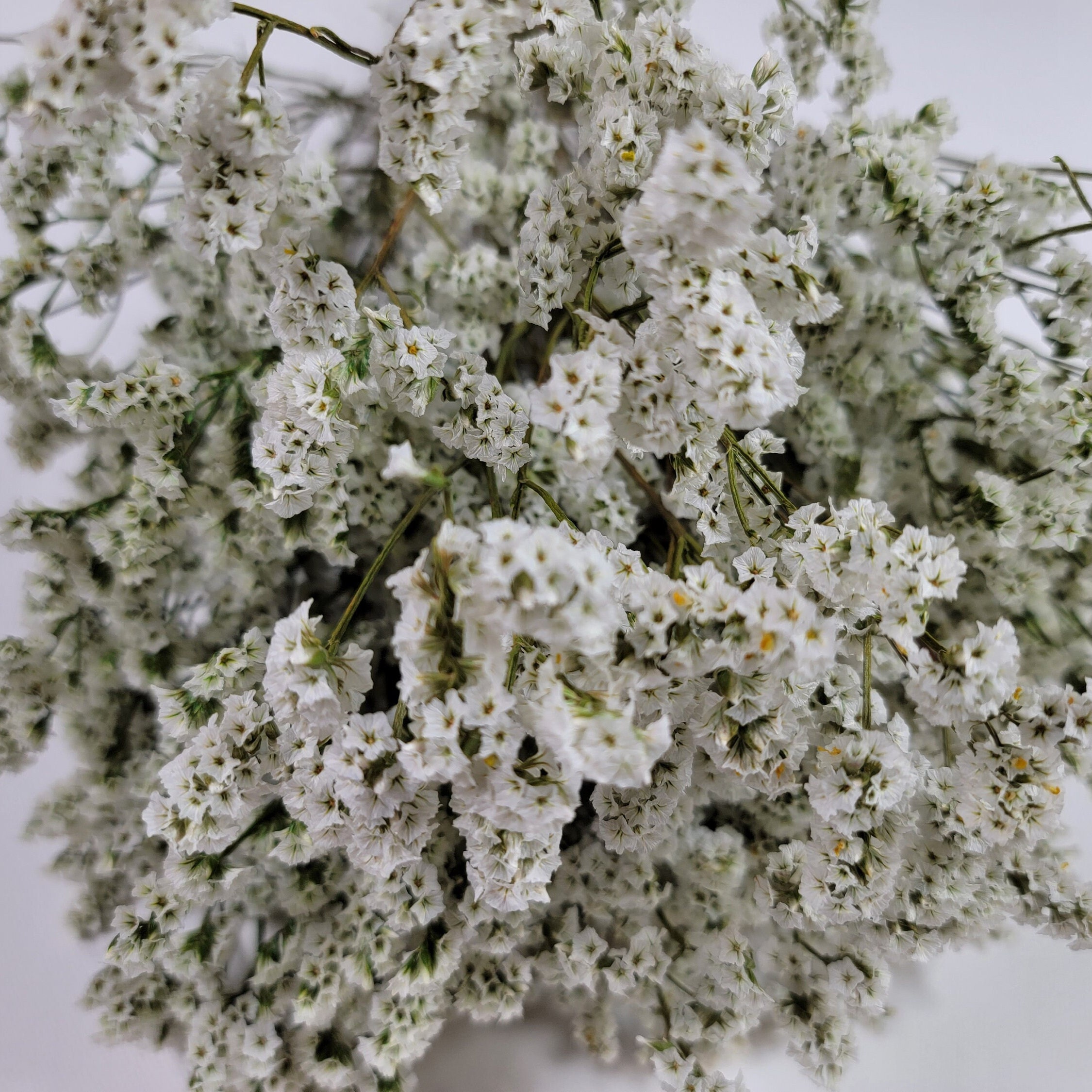 White Preserved German Statice Limonium Dried Flower Crystal - Etsy