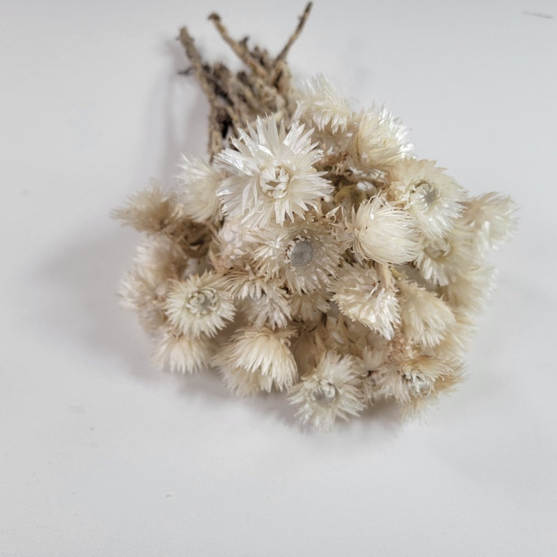 Straw Flowers - Etsy