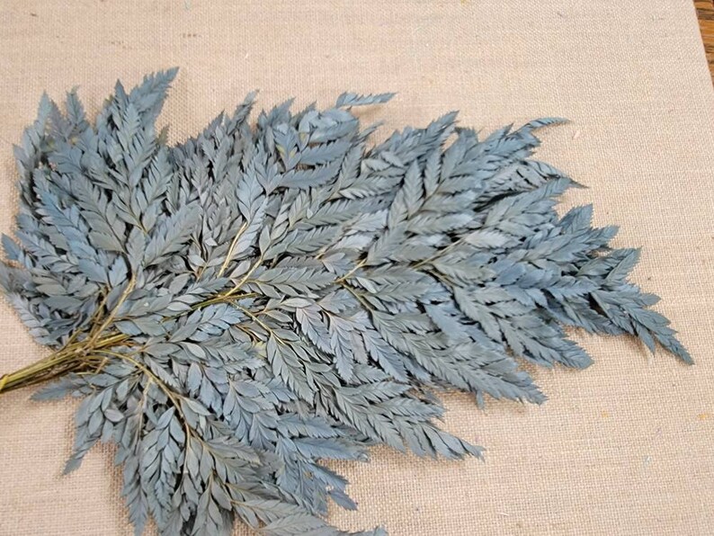 Preserved Fern Bleached Leather Leaf 10 Stems - Etsy