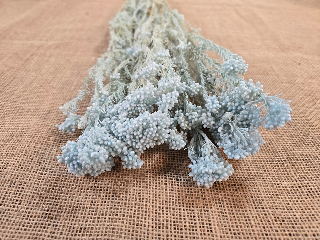 Light Blue Preserved Rice Flower, Flowers for Bouquets, Wedding Flowers ...