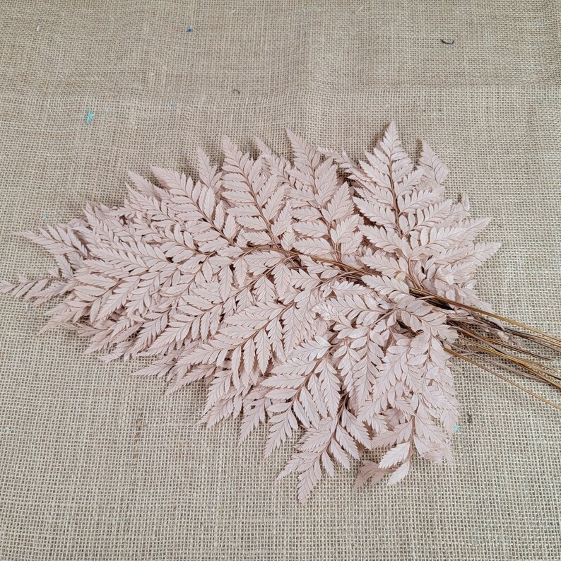 Preserved Coffee Fern Stems: Soft Wedding Floral Decor (10 Stems) - Etsy