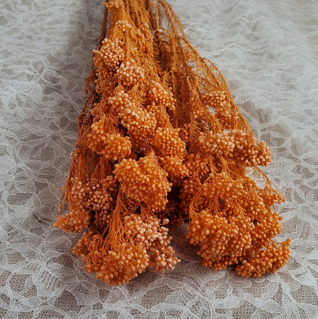 Bleached Orange Preserved Rice Flower, Flowers for Bouquets, Wedding ...