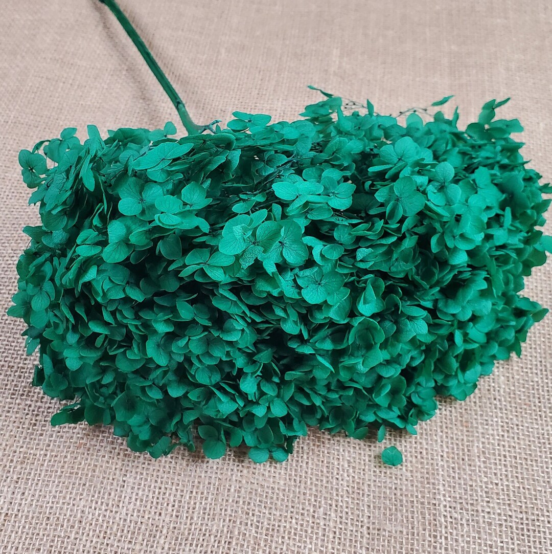 Preserved Hydrangea in Dark Green, Preserved Hydrangea, Dried Hydrangea ...