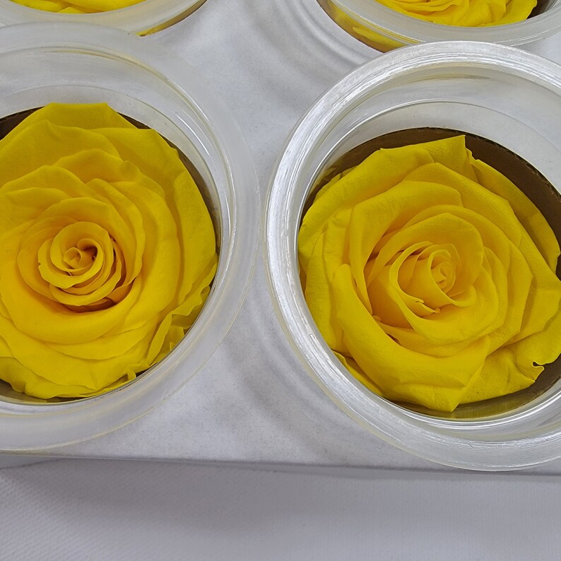 Preserved Yellow Roses - 6 Pack - Forever Flowers - Etsy